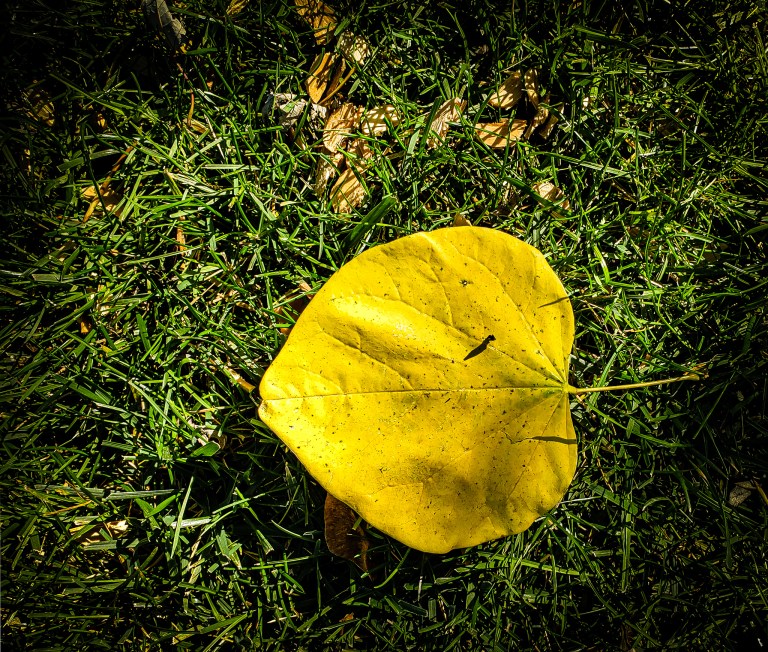 The Smallest Leaf is Stabbed with Self-Awareness – Suicidal Tulip